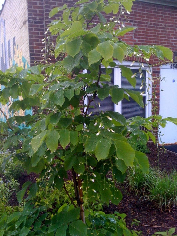 Yellowwood tree benefitting from Cornell University Structural Soil ...