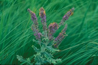 Native Plants - Brightside St. Louis