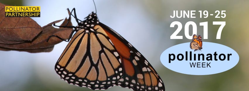 Happy Pollinator Week! - Brightside St. Louis