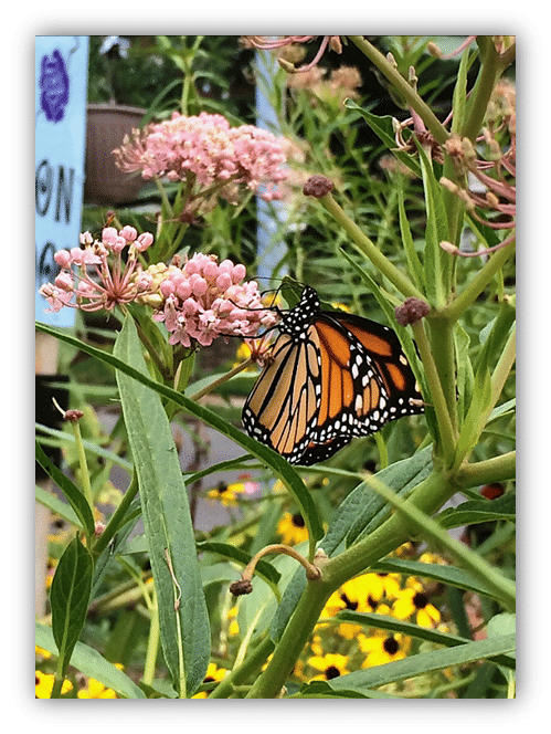 St. Louis Riverfront Butterfly Byway - Brightside St. Louis